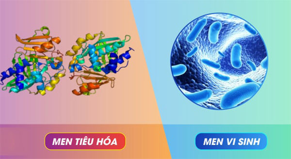 Men vi sinh khác gì men tiêu hóa? - Mua thuốc online